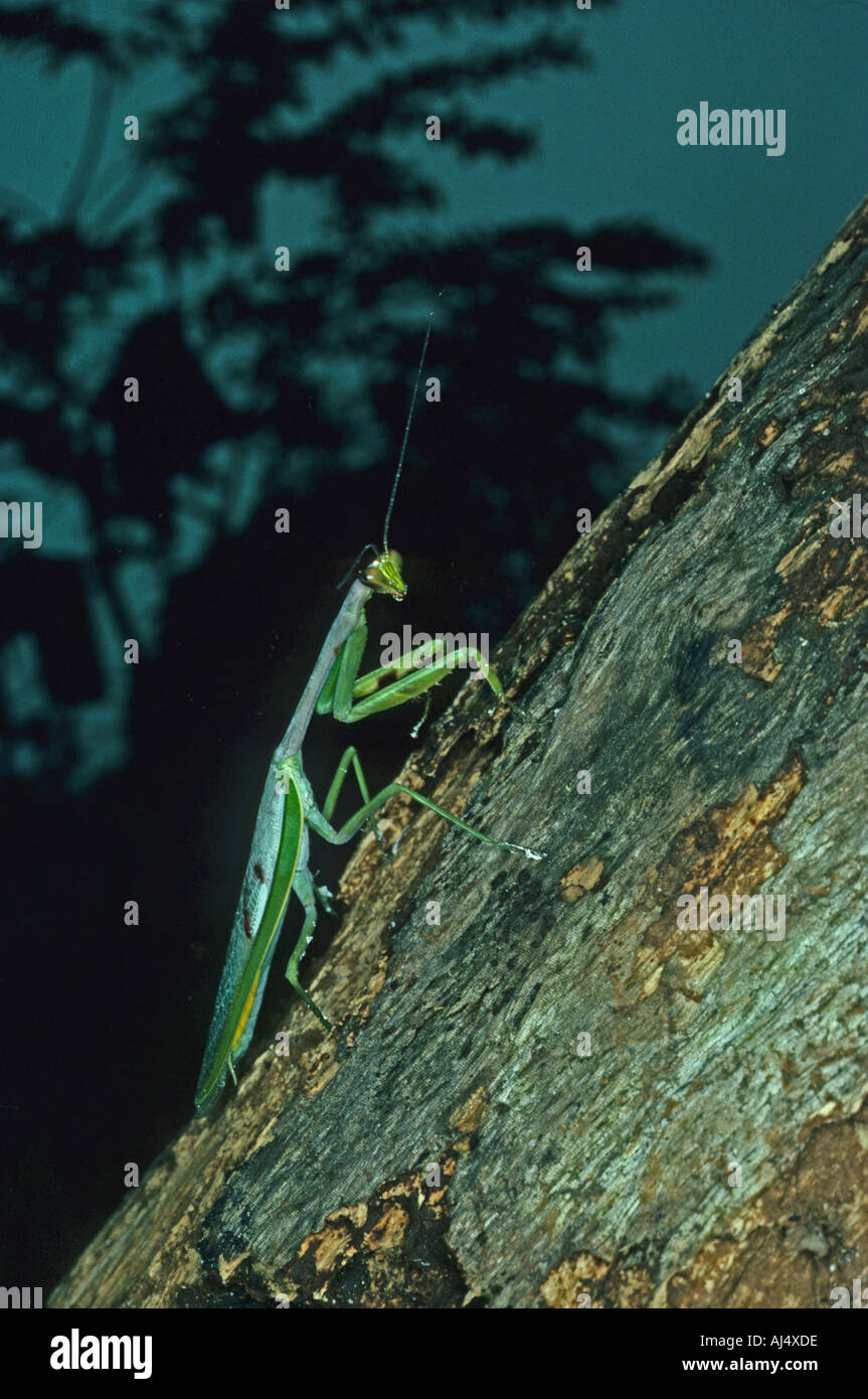 Large Green Mantis Stagmatoptera septentrionalis On decaying tree trunk ...