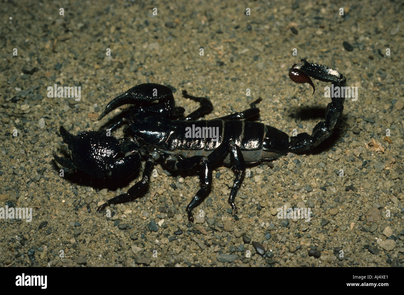 Imperial Scorpion Pandinus imperator on gravel Stock Photo - Alamy