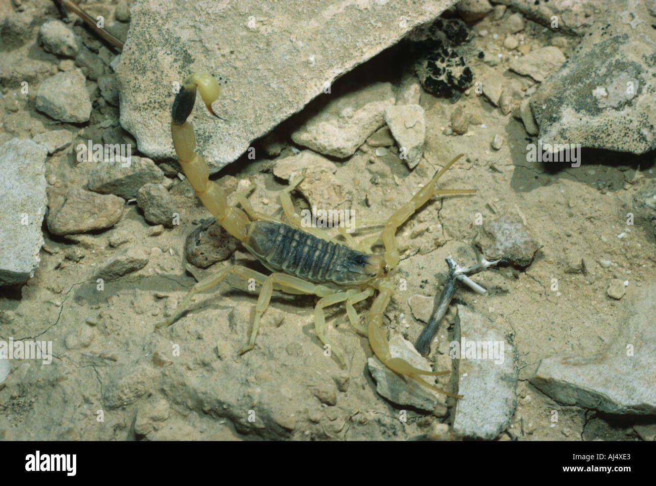 Scorpion israel hi-res stock photography and images - Alamy