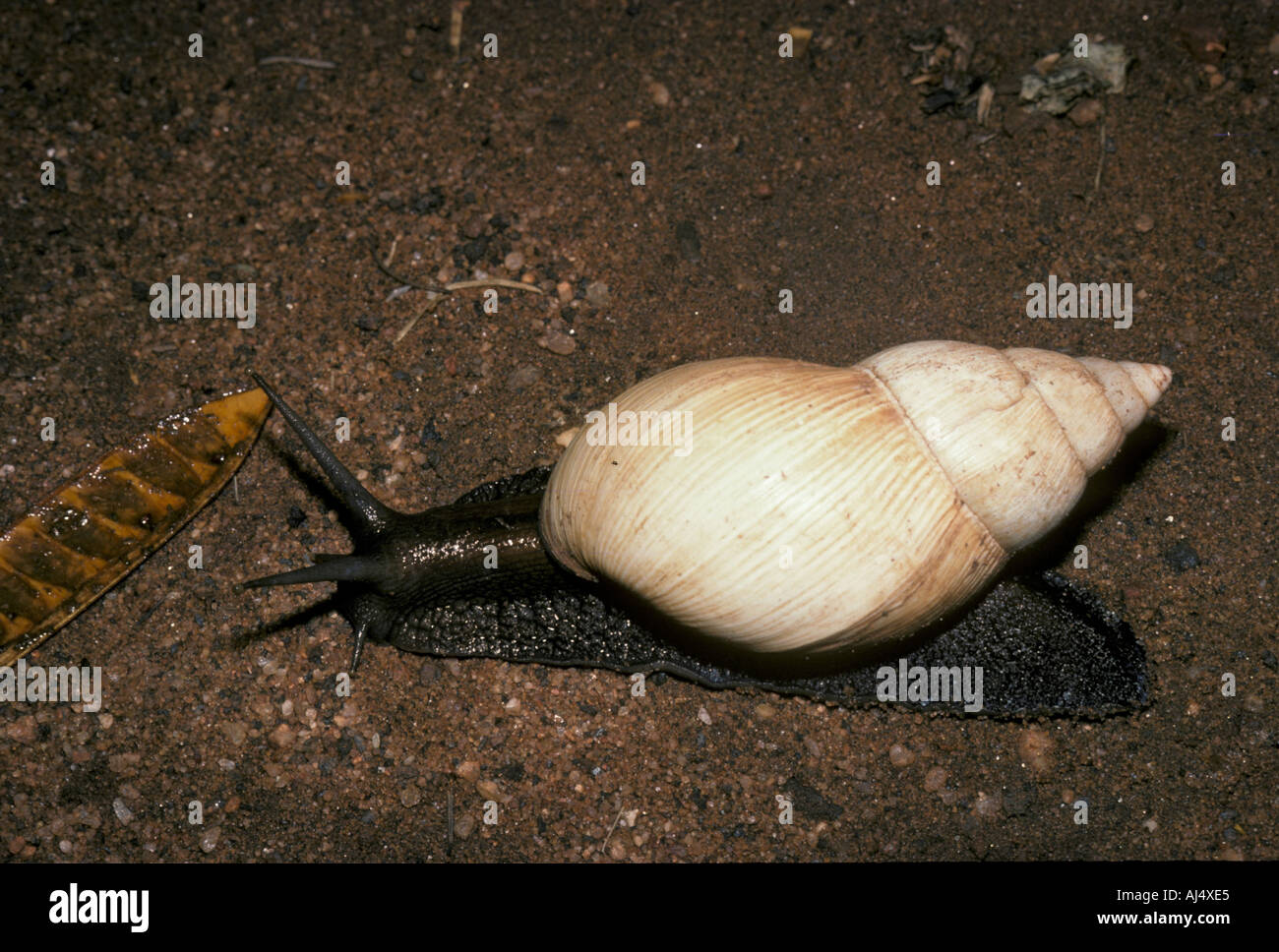 African Land Snail Achatina fulica Stock Photo - Alamy