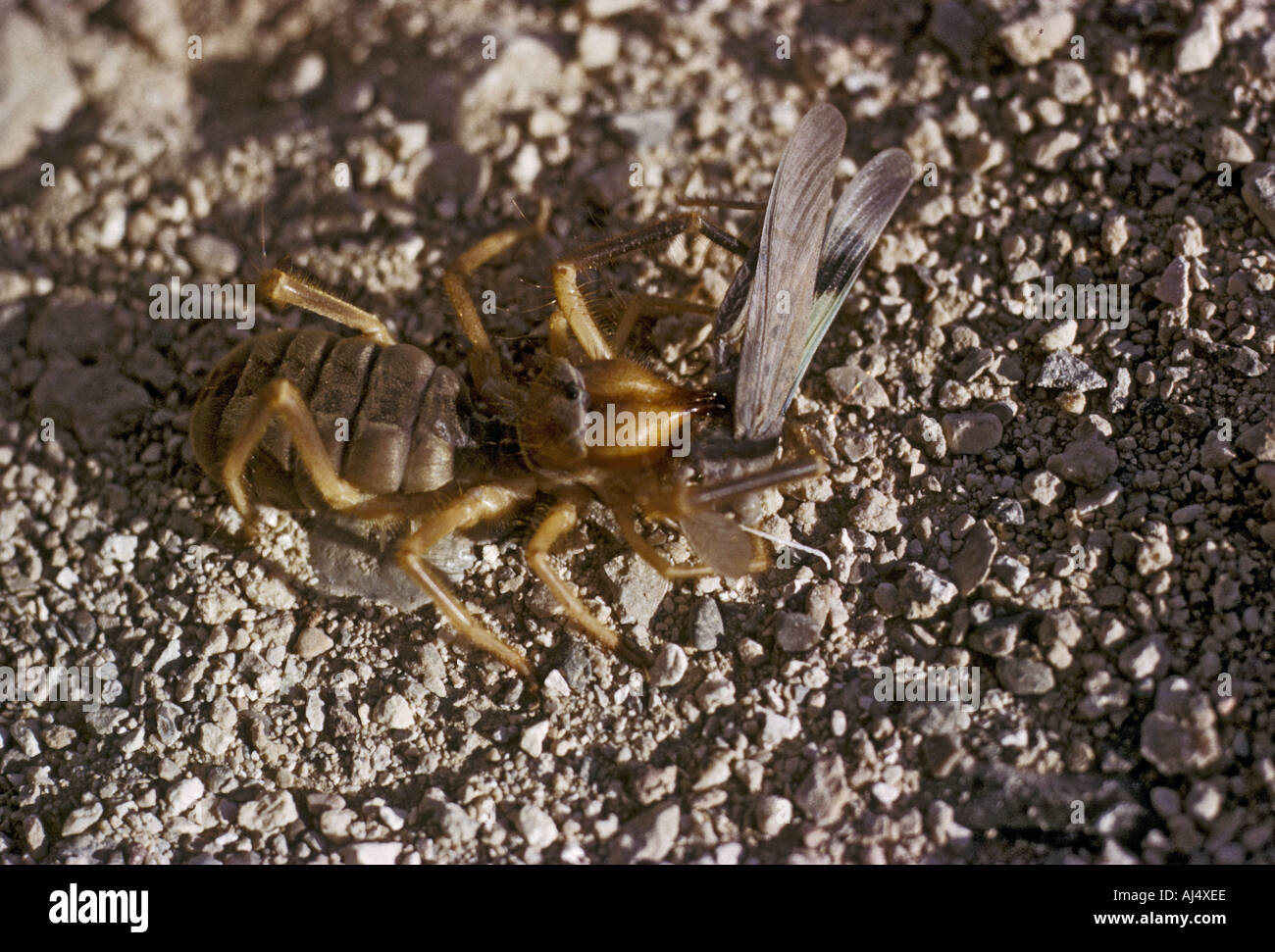 Galeodes hi-res stock photography and images - Alamy