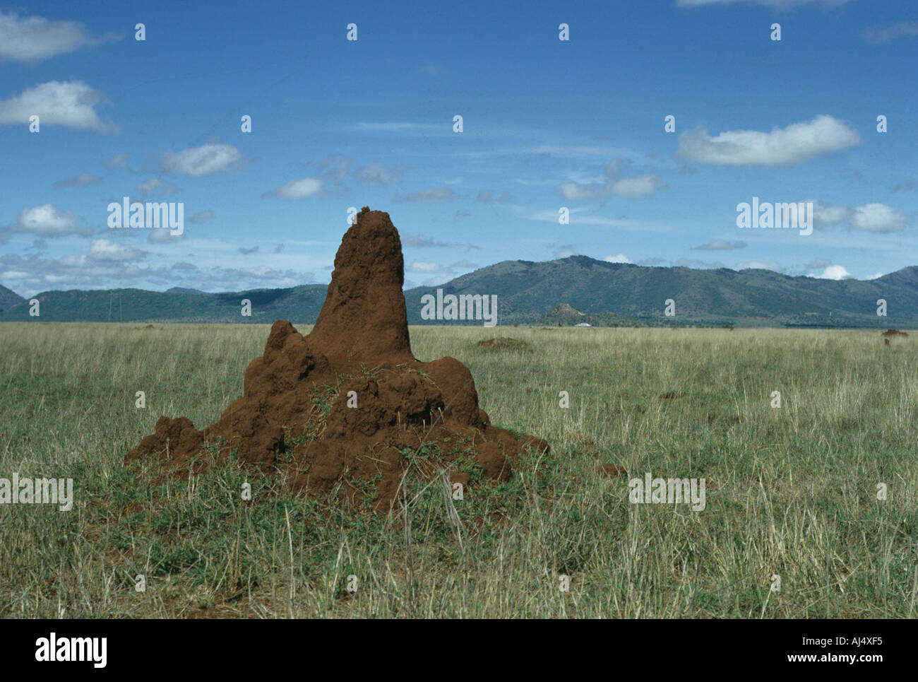 Termite Mounds Mountains in background East Africa Stock Photo - Alamy