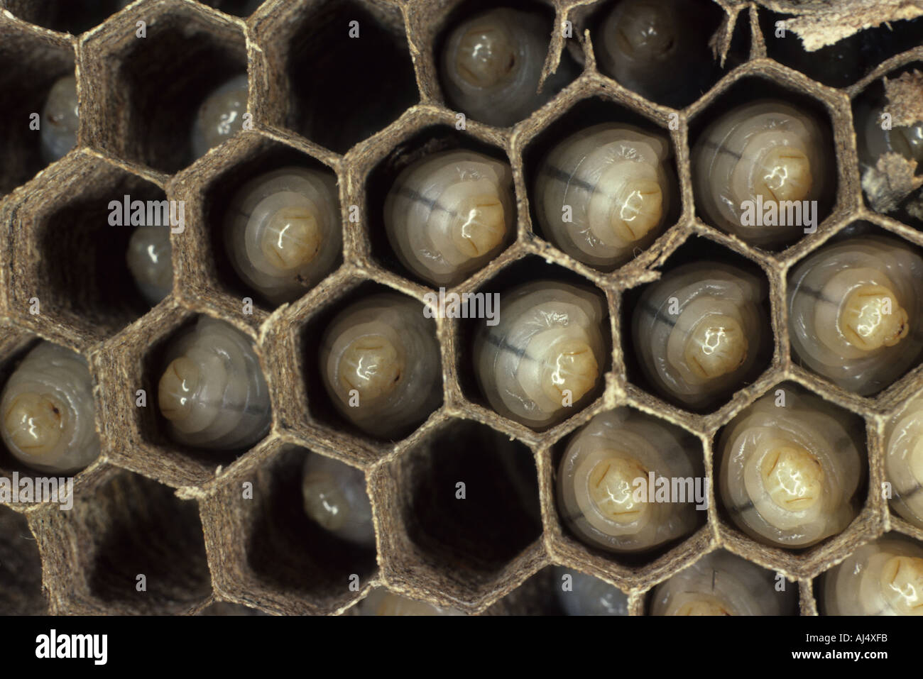 Common Wasp Vespula vulgaris Unsealed comb showing grubs Stock Photo ...