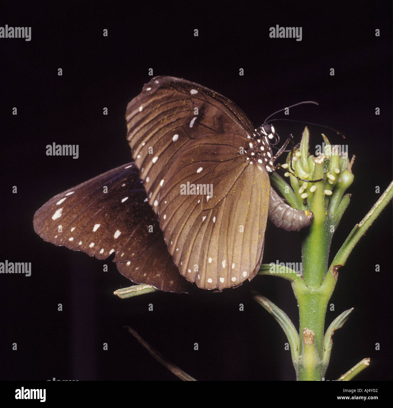 Butterfly Euploea core Egg laying Stock Photo - Alamy