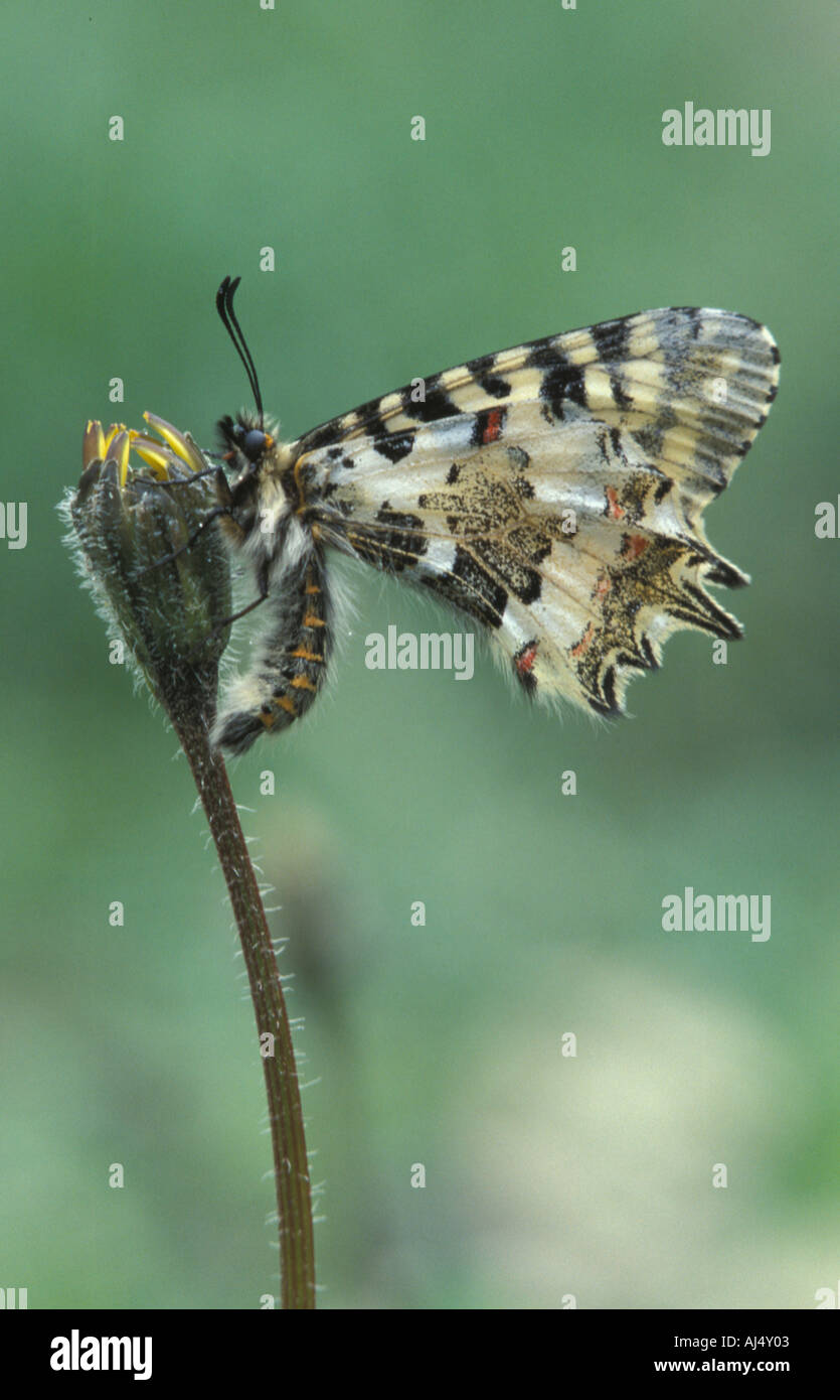 Eastern Festoon Zerynthia cerisy Cyprus Stock Photo - Alamy