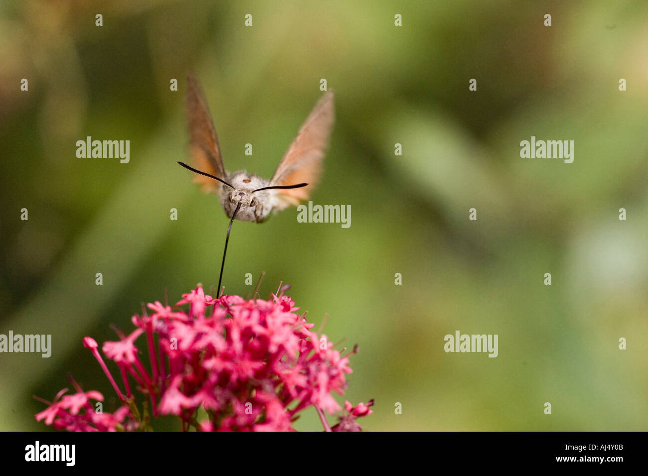 Hummingbird Hawk Moth Macroglossum stellatarum flying Stock Photo - Alamy