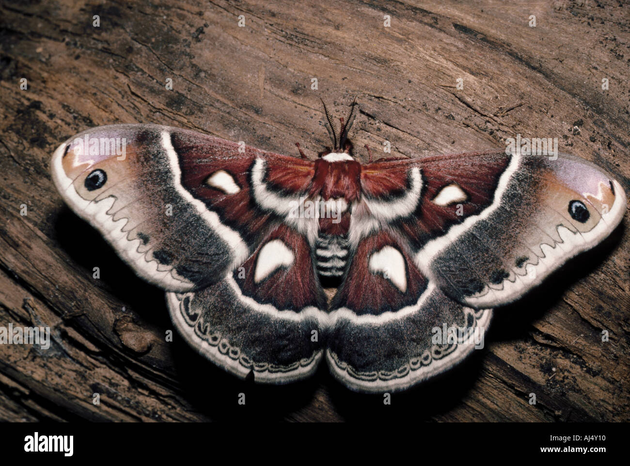 Euryalis hi-res stock photography and images - Alamy
