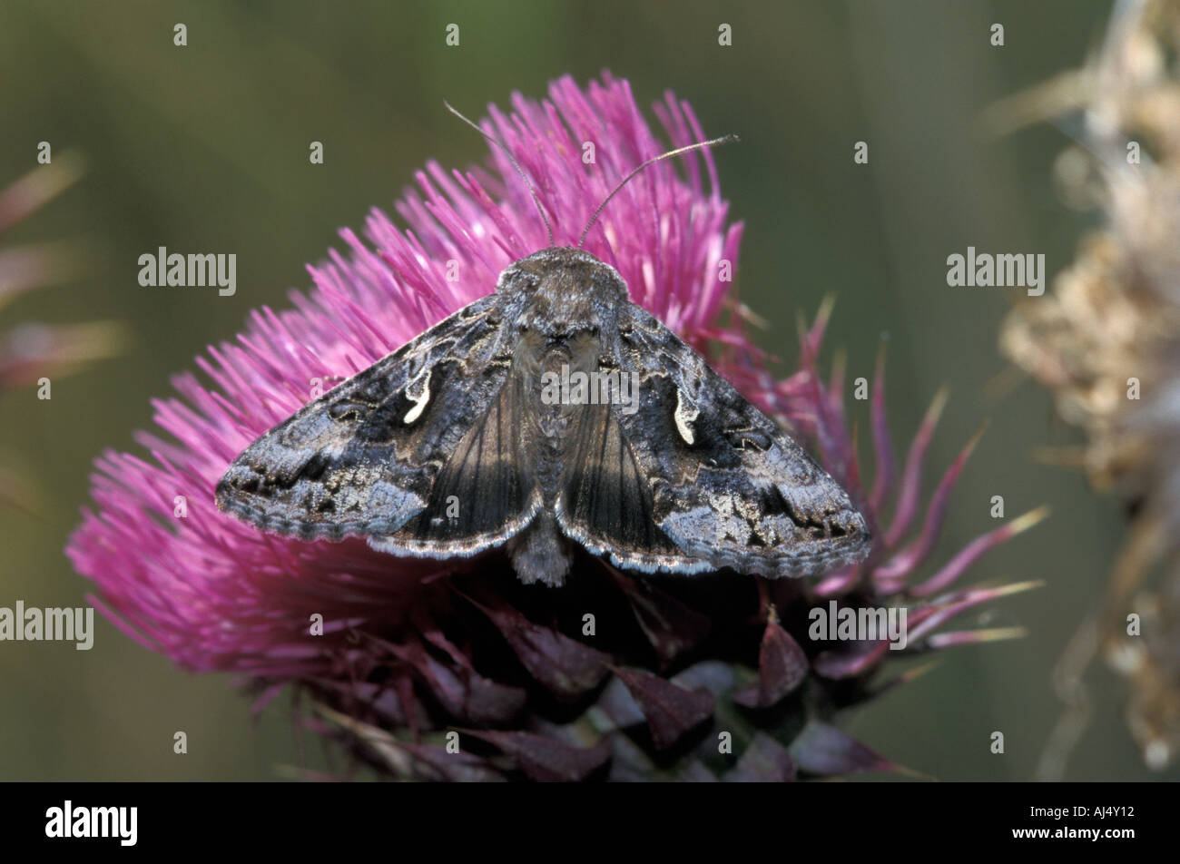 Plusia gamma hi-res stock photography and images - Alamy