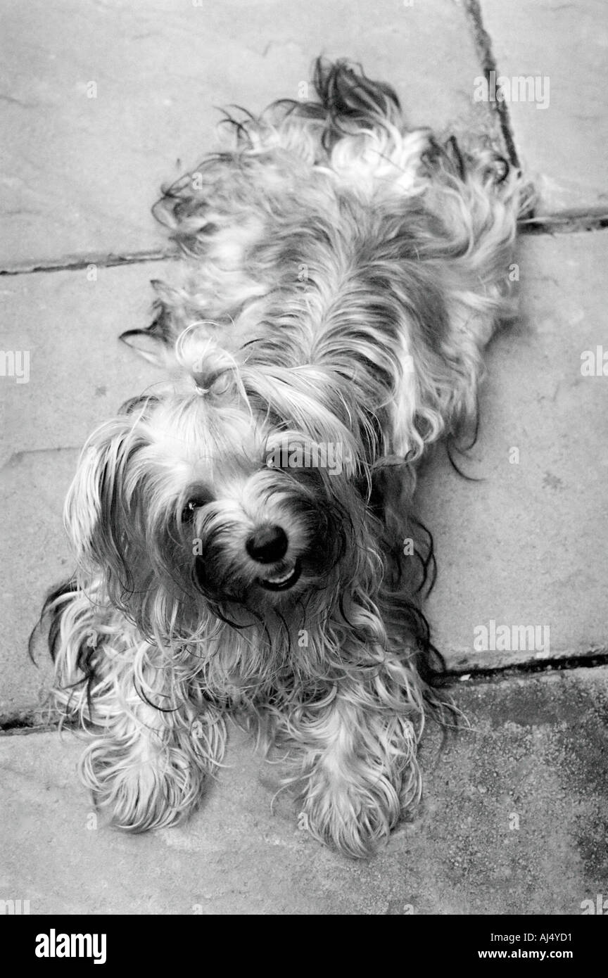 Cute little dog pet Black and White Stock Photos & Images - Alamy