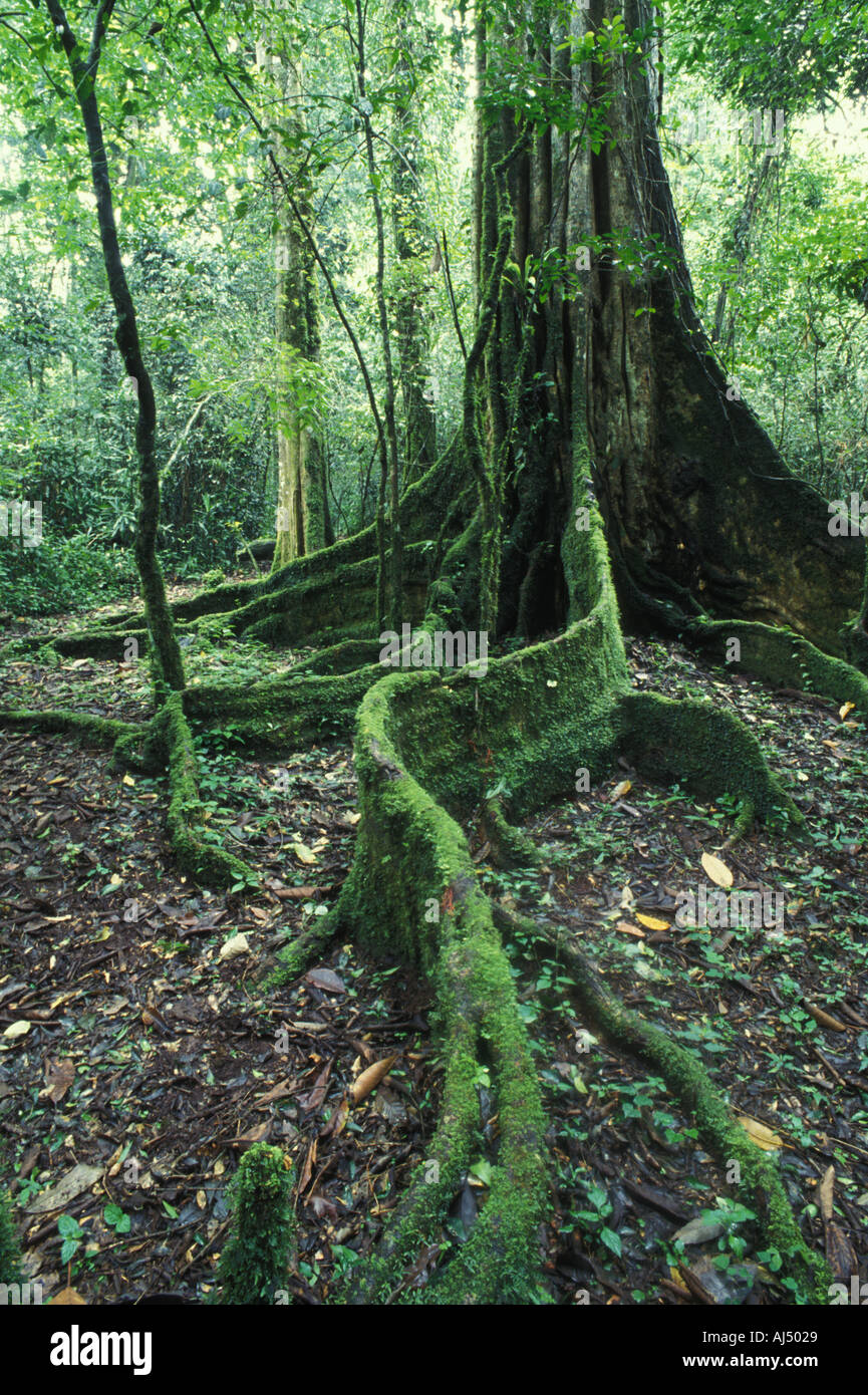 Benefit of tree roots hi-res stock photography and images - Alamy
