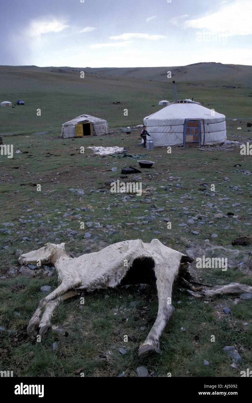 the dried out husk of a horse on the edge of the Gobi desert Mongolia ...