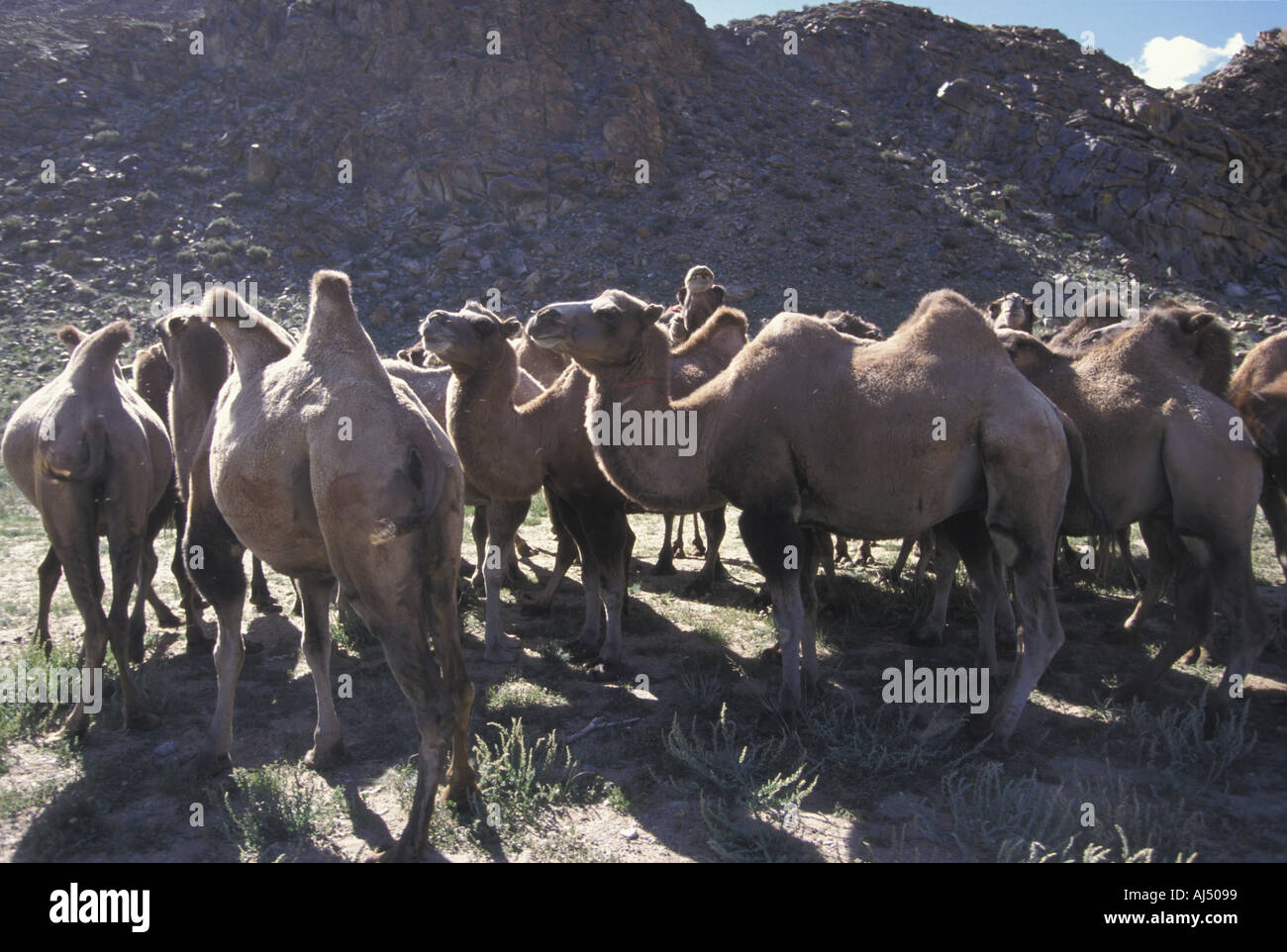 A herd of wild Bactrian camels on the edge of the Gobi desert Mongolia ...