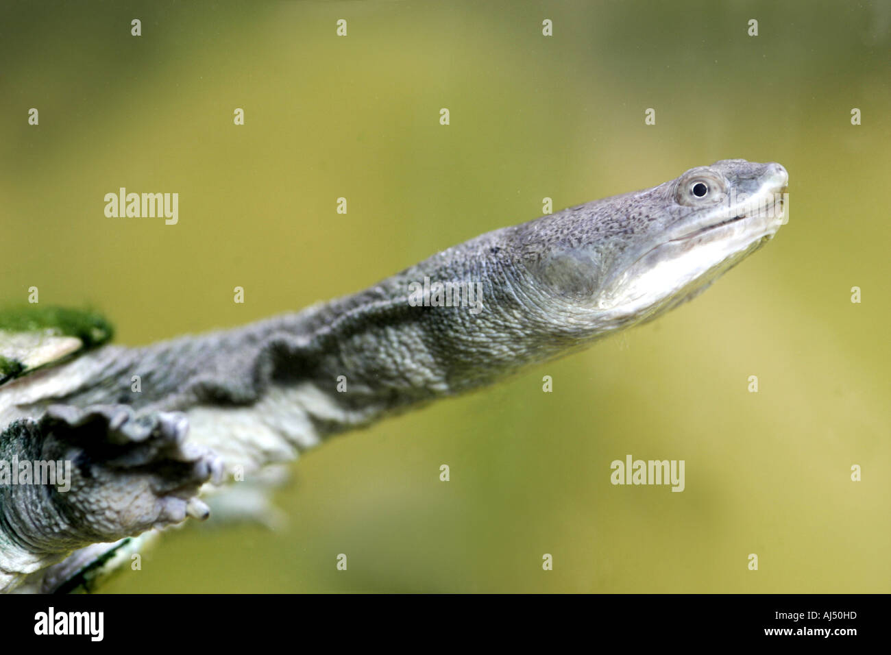 Snake necked turtle Stock Photo - Alamy