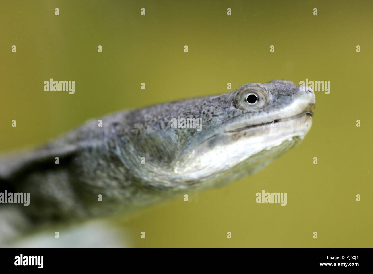 Snake Necked Turtle Stock Photo - Alamy