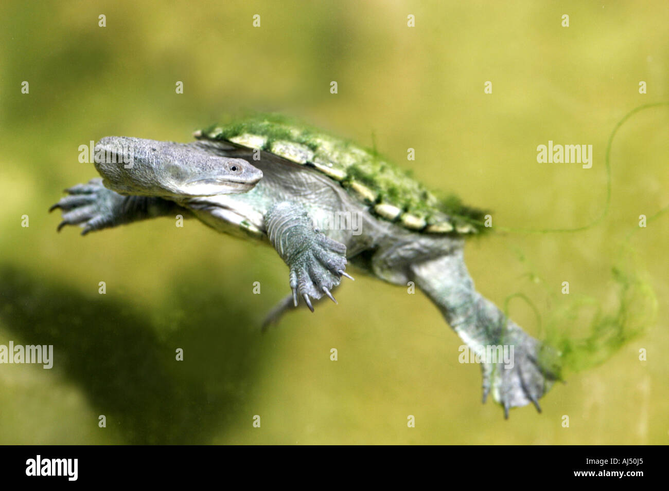 Western swamp turtle australia hi-res stock photography and images - Alamy