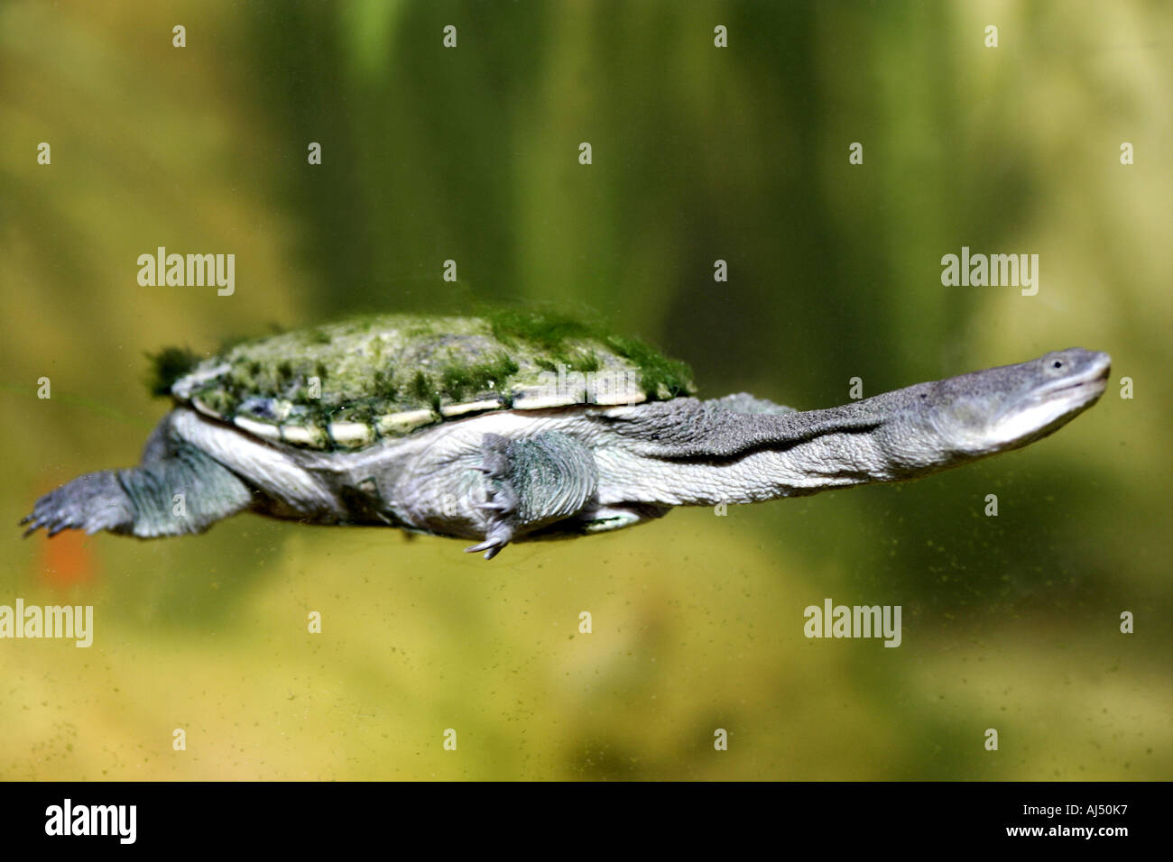 Snake Necked Turtle Stock Photo - Alamy