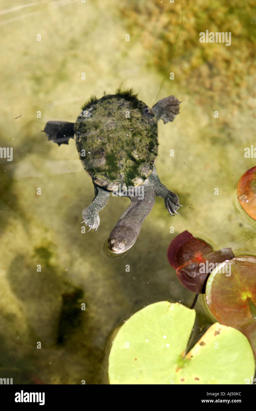 Snake Necked Turtle Stock Photo - Alamy