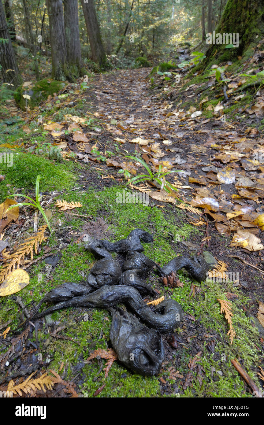 Wolf scat hi-res stock photography and images - Alamy