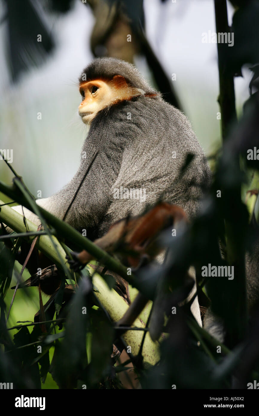 Douc langur monkeys hi-res stock photography and images - Alamy