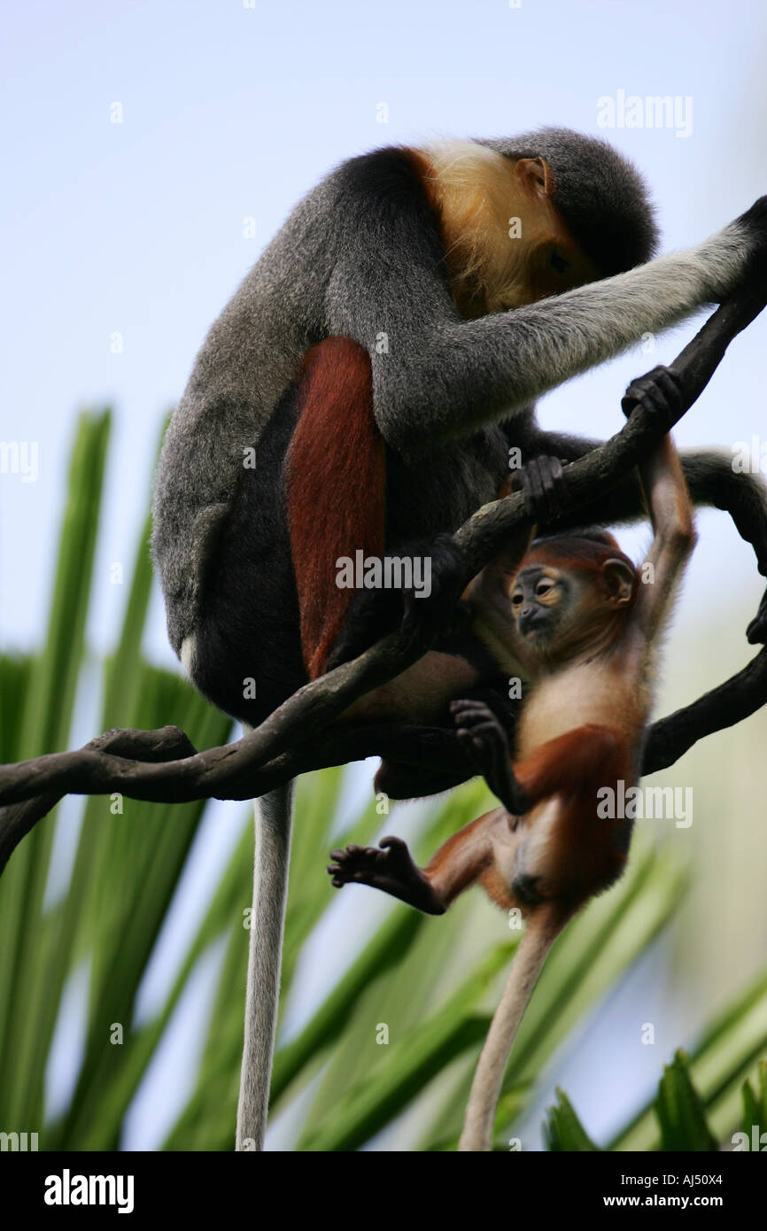 Douc langur monkeys hi-res stock photography and images - Alamy