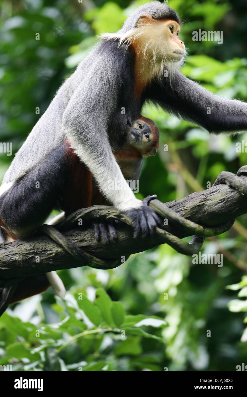 Douc langur monkeys hi-res stock photography and images - Alamy