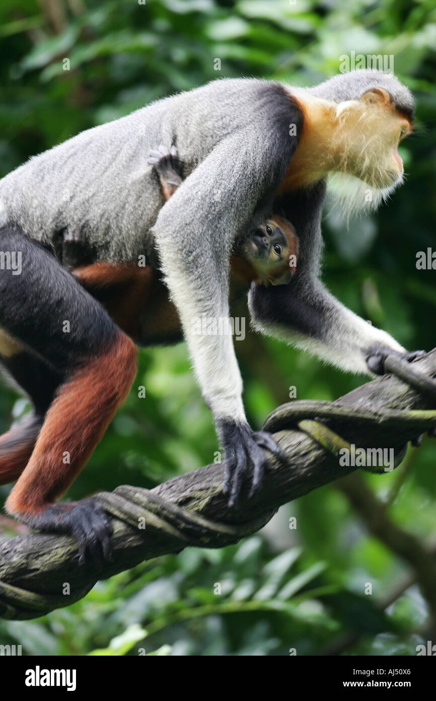 Douc langur monkeys hi-res stock photography and images - Alamy
