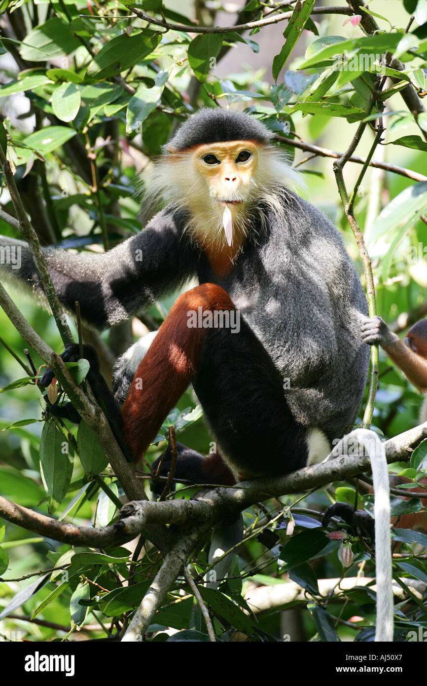 Douc langur monkeys hi-res stock photography and images - Alamy