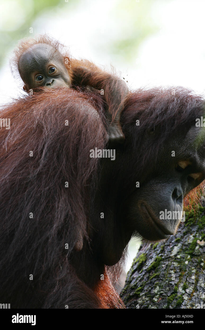Back of baby orangutan hi-res stock photography and images - Alamy