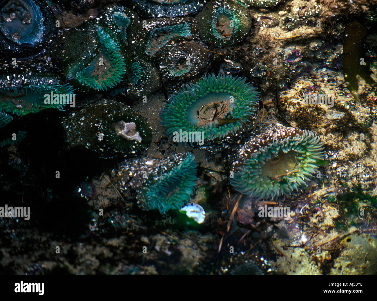 Giant Green Anemones feast on shellfish in a tide pool off the coast of ...