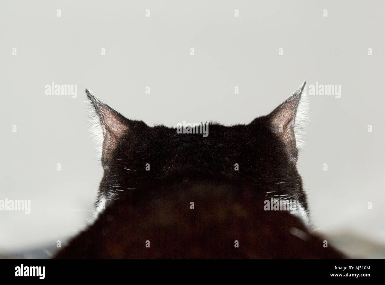 rear view of a cat Stock Photo - Alamy