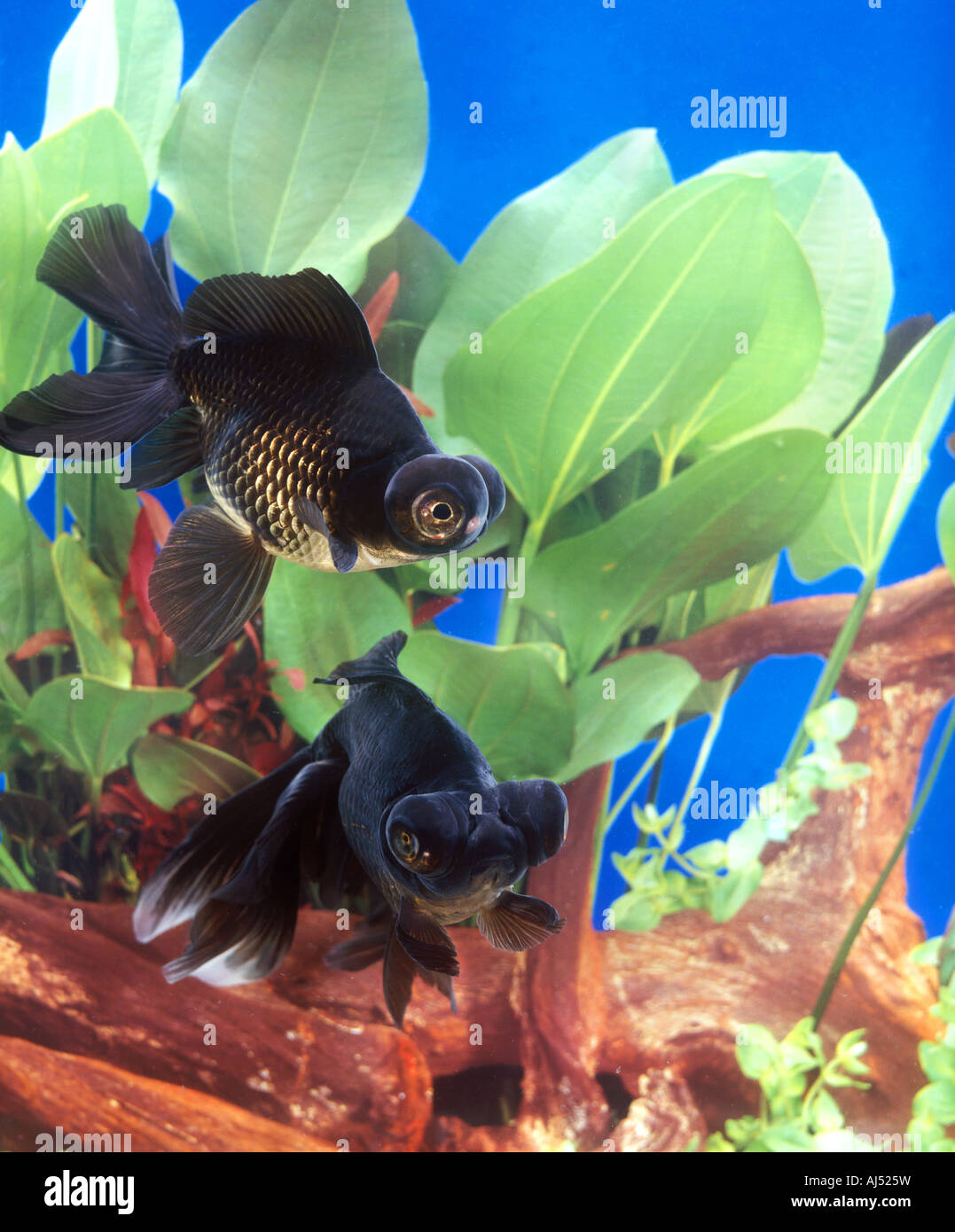 A pair of black goldfishes in an aquarium Stock Photo - Alamy