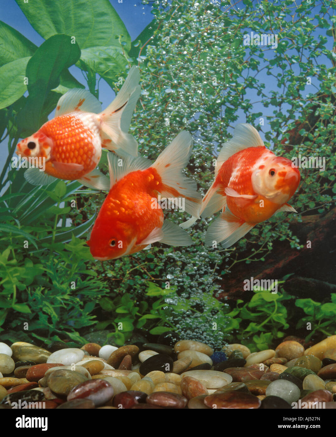 A group of goldfishes in a freshwater aquarium Stock Photo - Alamy