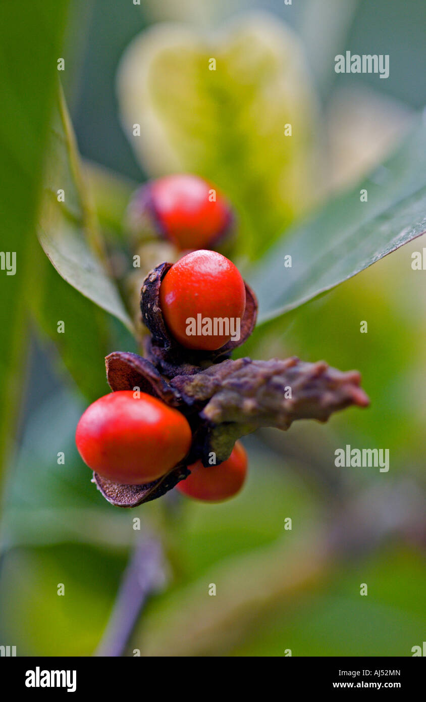 Magnolia x Loebrieri Leonard Messel Berries Stock Photo - Alamy