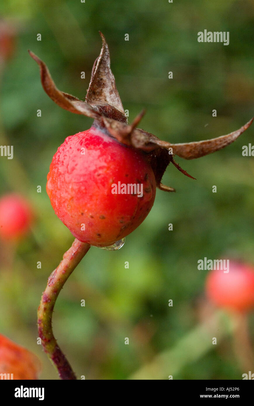 The rose hip hi-res stock photography and images - Alamy