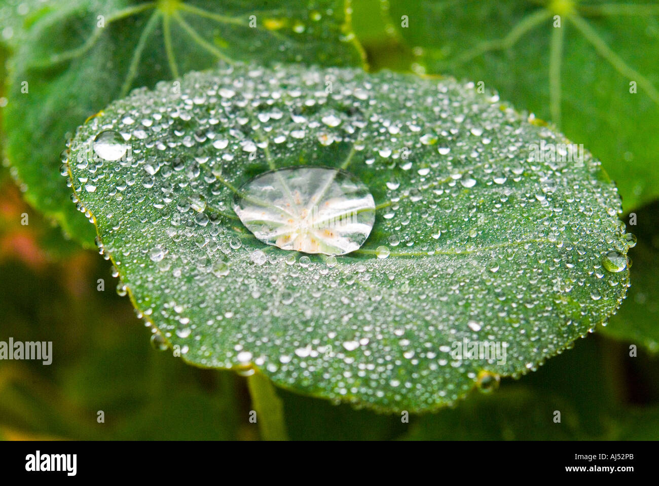 Surface tension droplets hi-res stock photography and images - Alamy