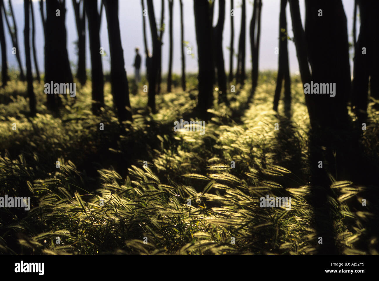 person amongst the trees Stock Photo - Alamy