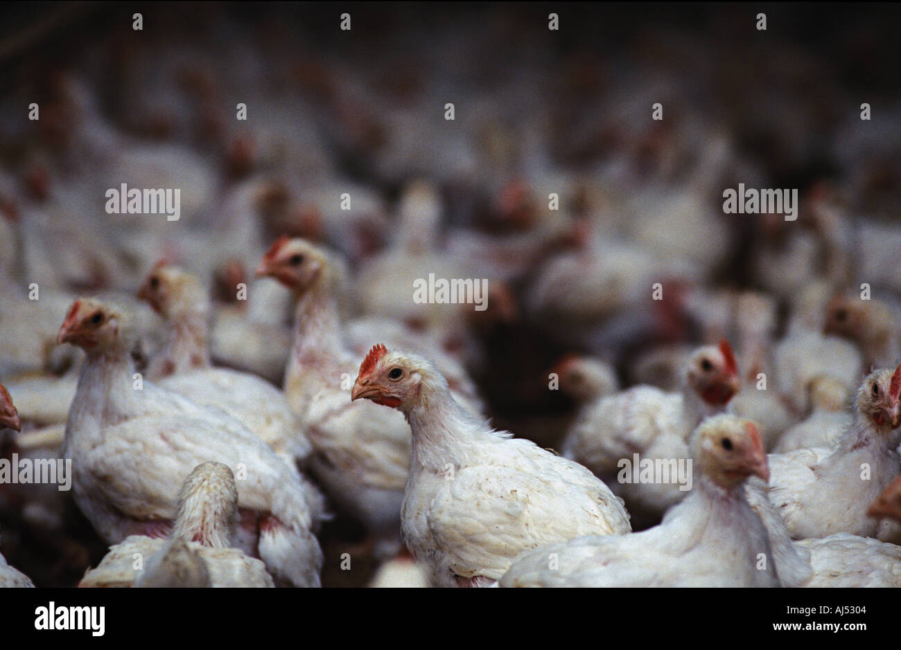 4 week old chicks in a chicken coup Stock Photo - Alamy