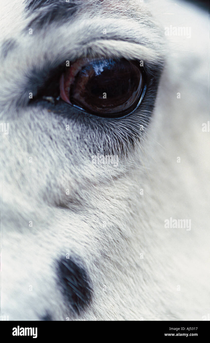 Llamas eye hi-res stock photography and images - Alamy