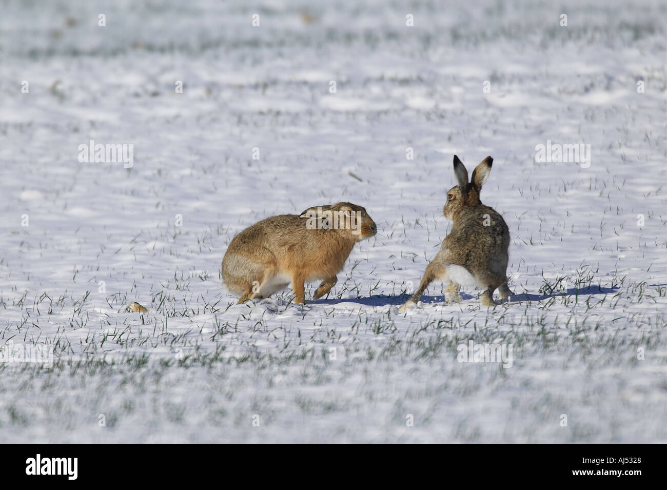 Brown Hares Lepus capensis boxing in snow covered corn field with blue ...