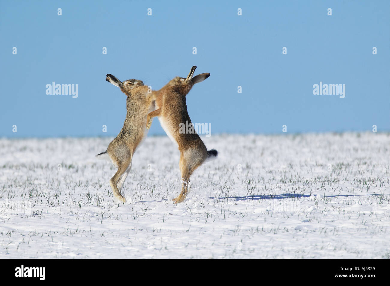 Brown Hares Lepus capensis boxing in snow covered corn field with blue ...