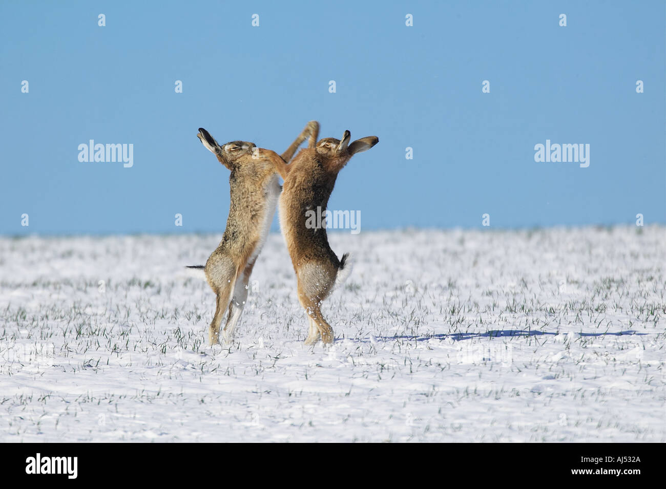 Boxing hares hi-res stock photography and images - Alamy