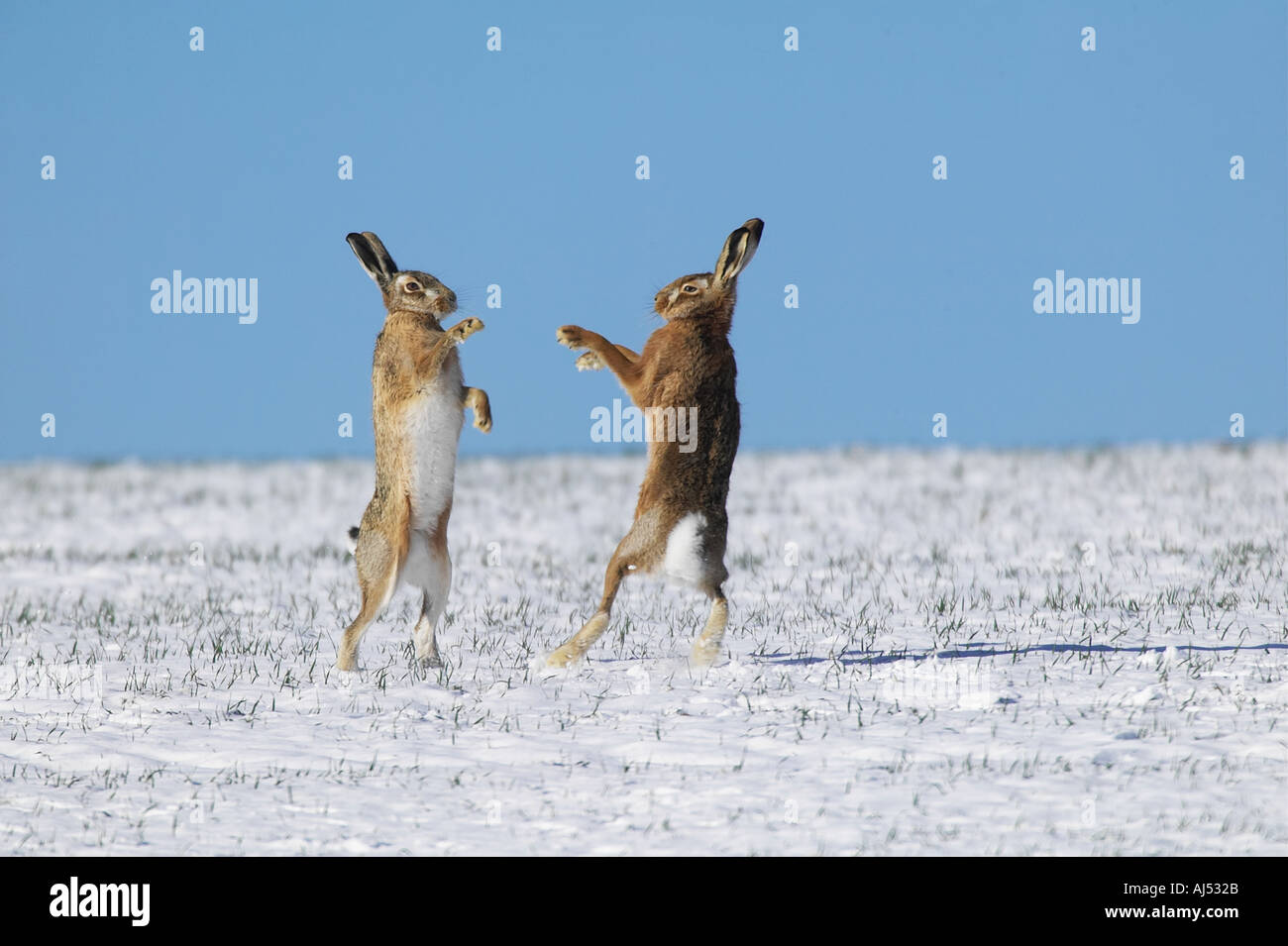 Brown Hares Lepus capensis boxing in snow covered corn field with blue ...