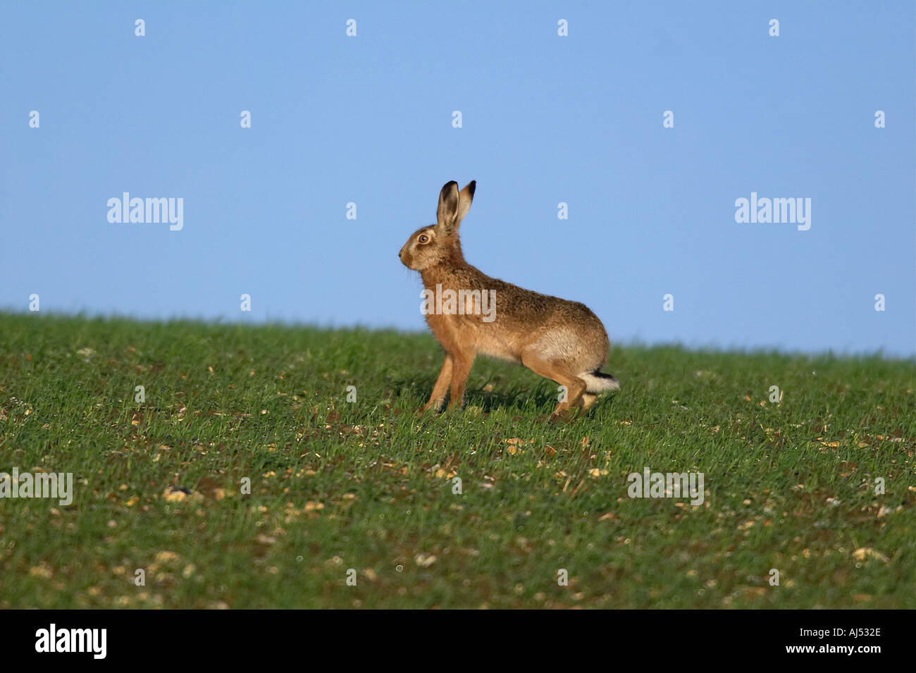 Brown Hare (Lepus capensis) looking alert in corn field with blue sky ...
