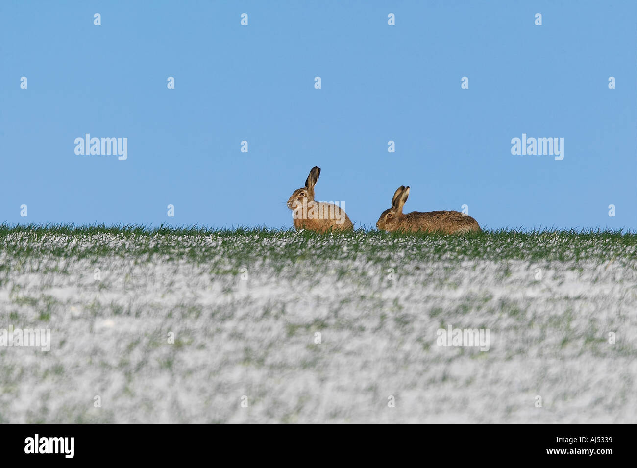 Two hare snow hi-res stock photography and images - Alamy
