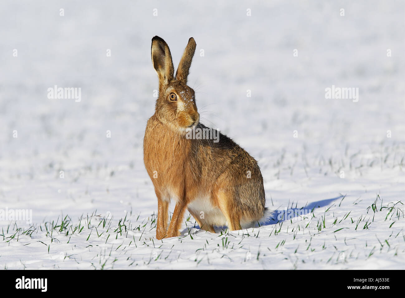 Brown Hare Lepus capensis looking alert sitting in snow covered corn ...