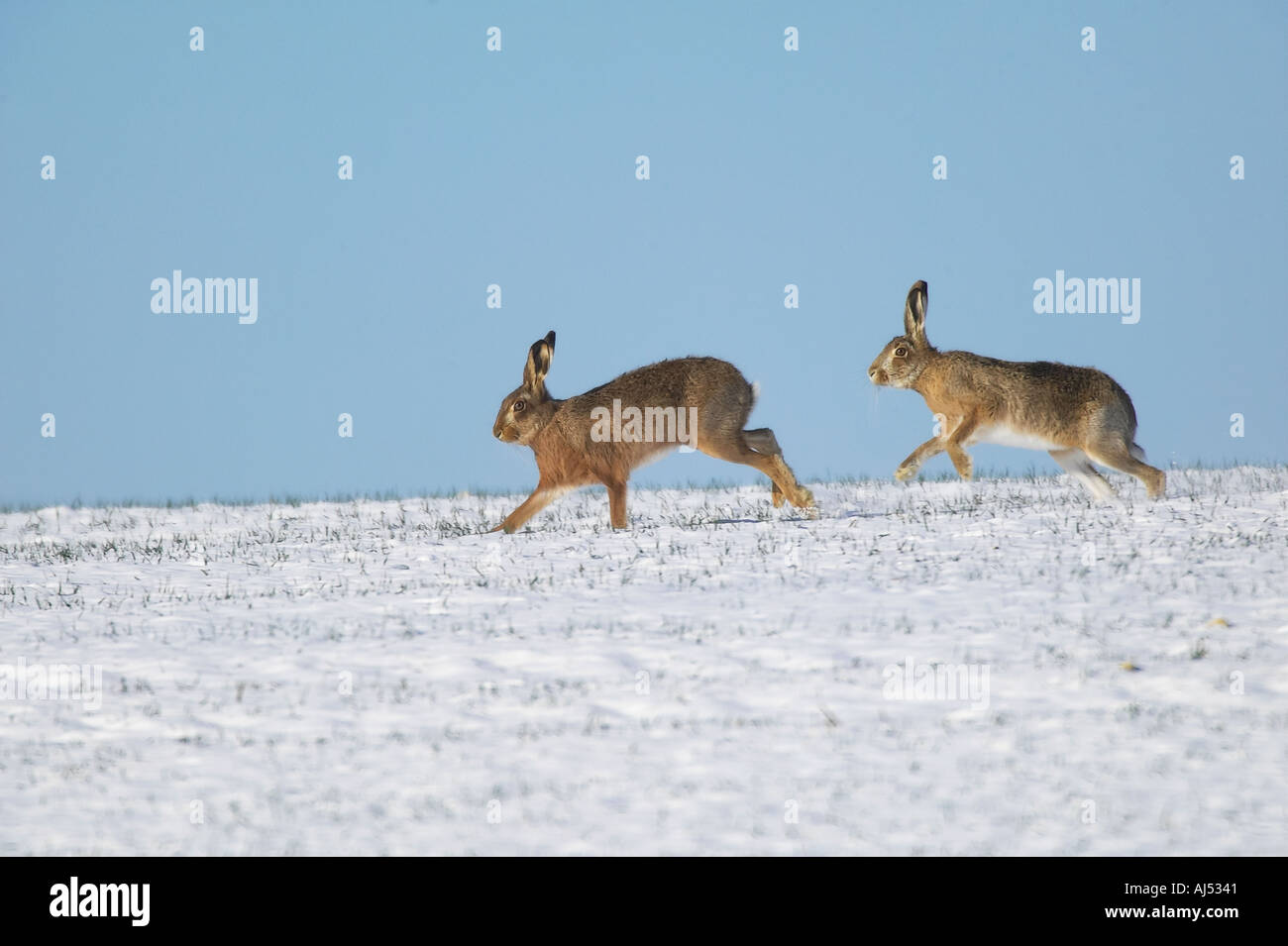 Mad As A March Hare High Resolution Stock Photography and Images - Alamy