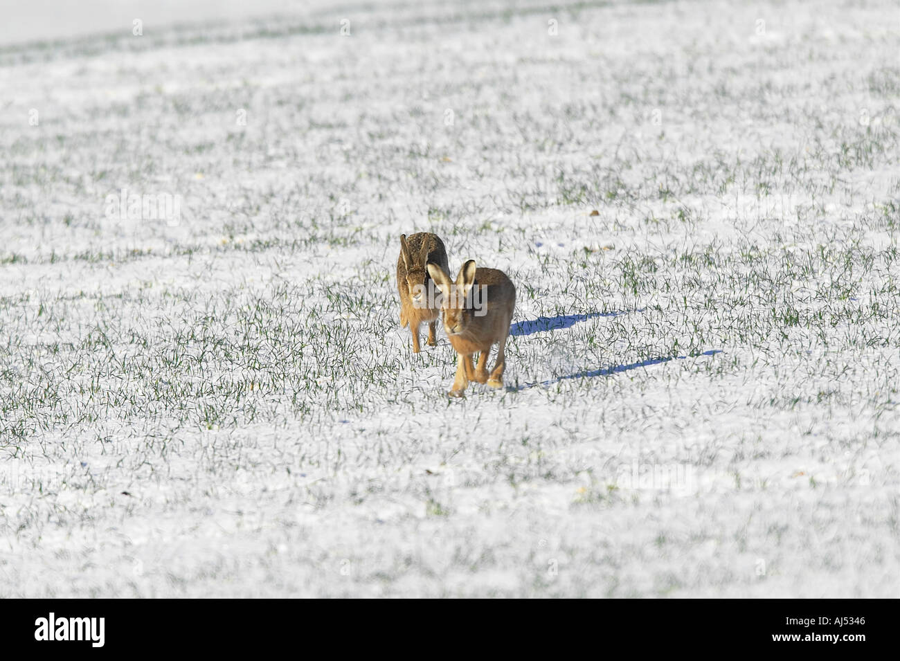 Hares uk hi-res stock photography and images - Alamy