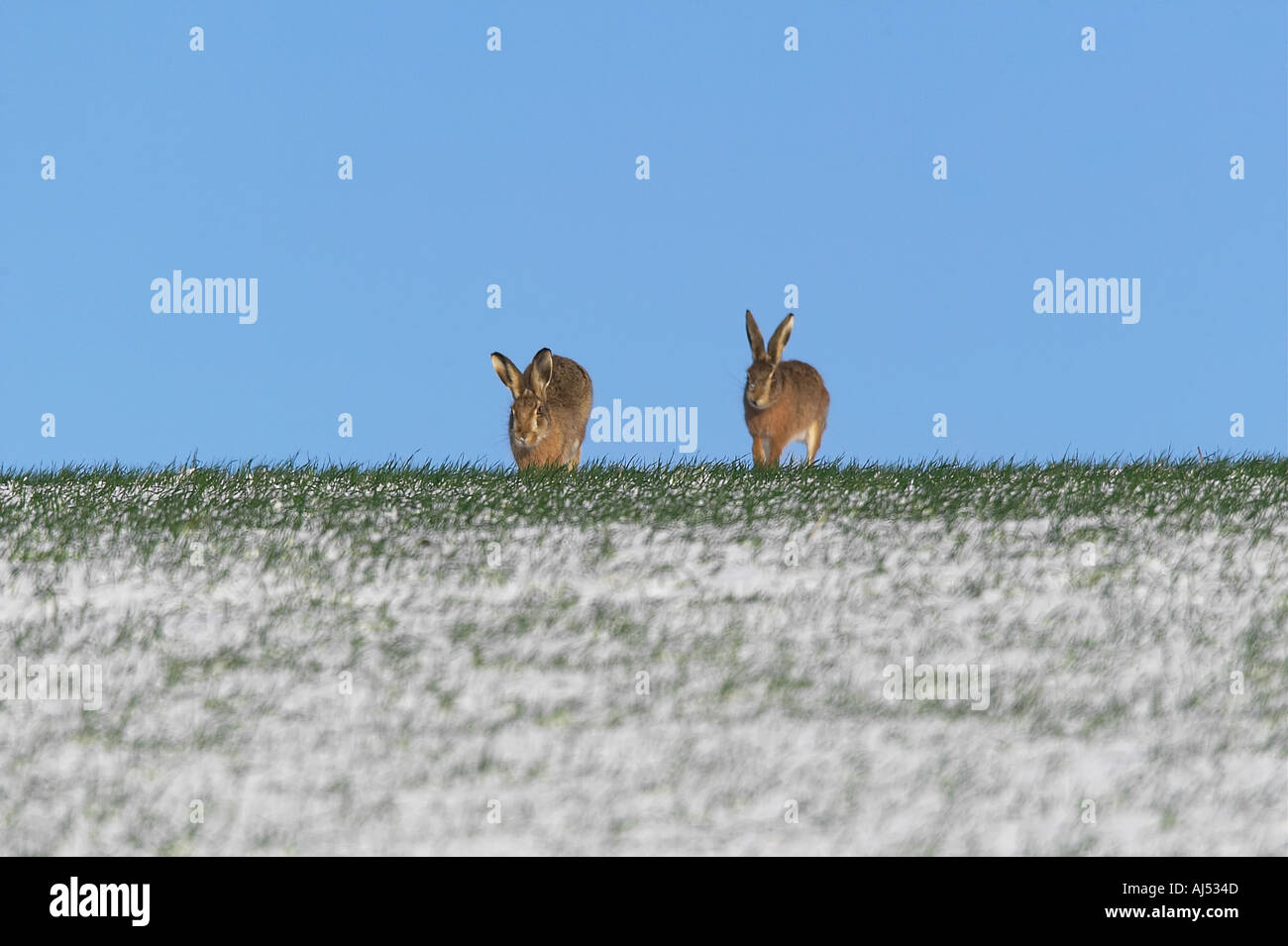 Two hare snow hi-res stock photography and images - Alamy
