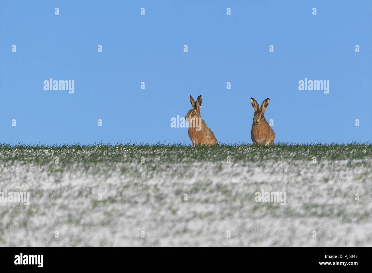 Two Brown Hares Lepus capensis in snow covered corn field with blue sky ...