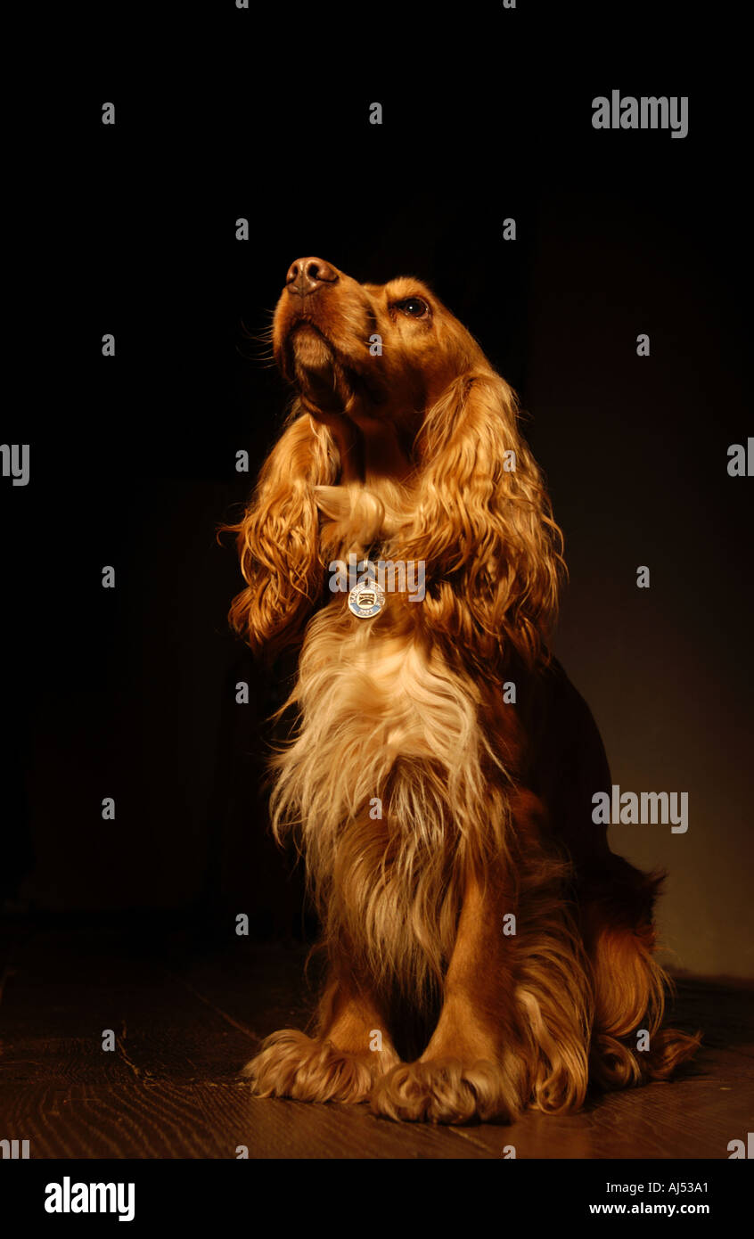 portrait of a dog cocker Stock Photo - Alamy
